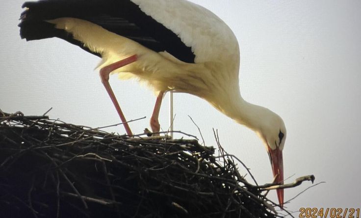 Die ersten Störche sind schon gelandet