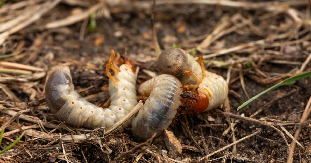 Gefräßige Maikäfer-Larven setzen Hopfenbauern in Haslach schwer zu