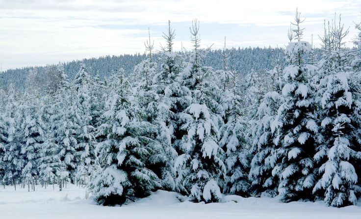 Milde Winter sind für Forstschädlinge wie Borkenkäfer ein Nachteil