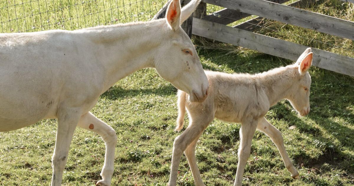 Weißes Esel-Baby und Familiensonntag am Sumerauerhof in St. Florian