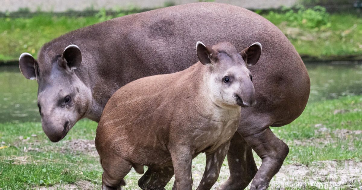 Tapir Lupo hat sich in Australien gut eingelebt