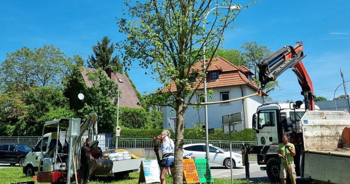 Linde als Friedenssymbol gepflanzt