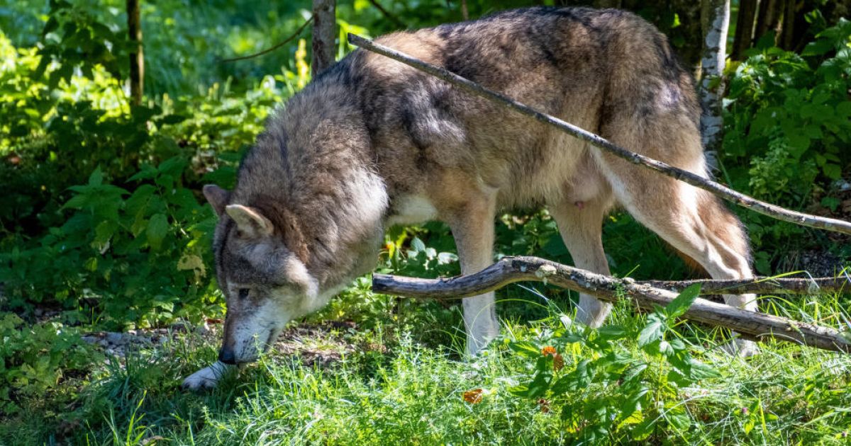 Angst vor dem Wolf in der Gosauer Bauernschaft