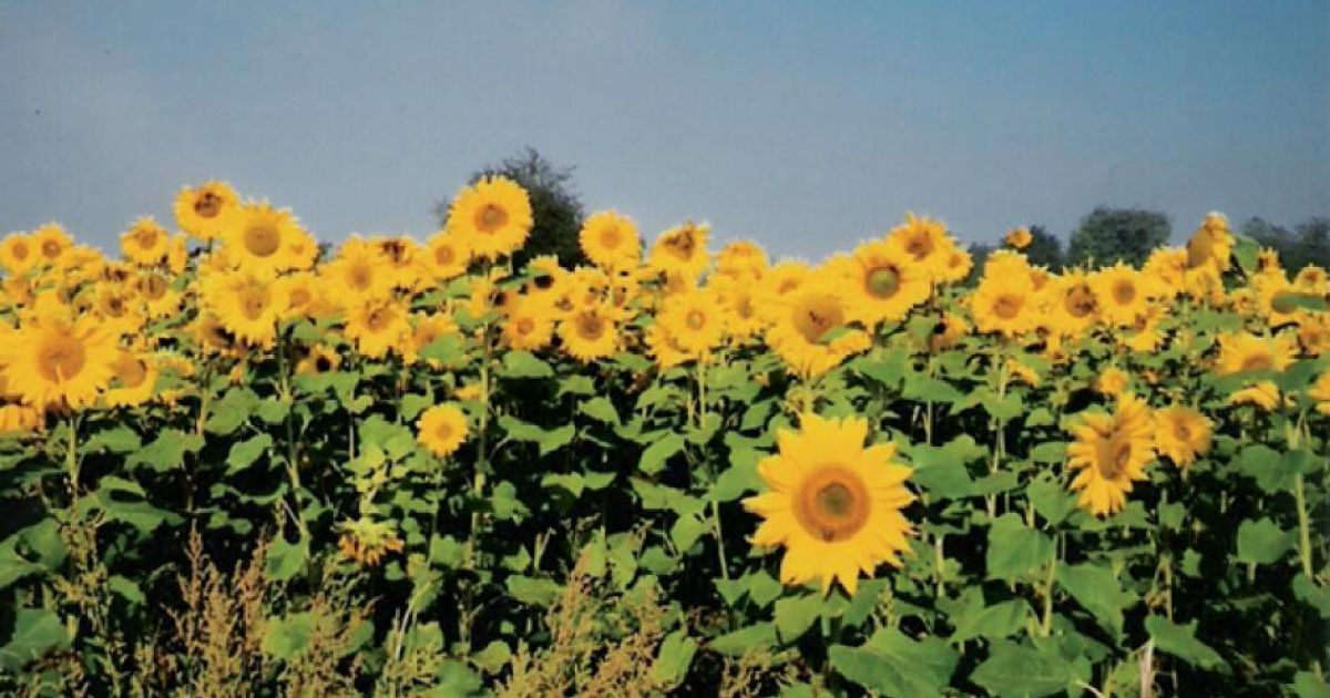 "Wia’s ma gråd so eingfålln is" – Mundartbuch in dritter Auflage