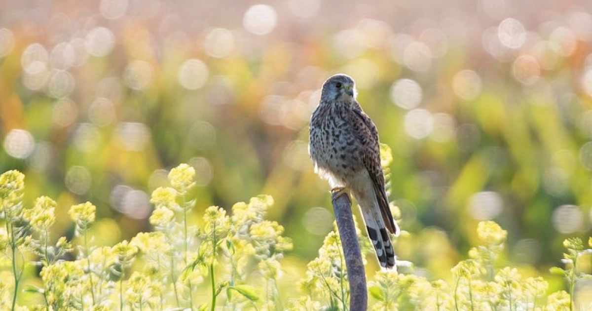 "Tipsi" im Interview mit dem britischen "Birdgirl" über die Wintervogelzählung