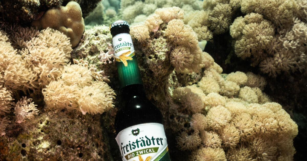 Freistädter Bio Zwickl ging auf Reise ins Rote Meer