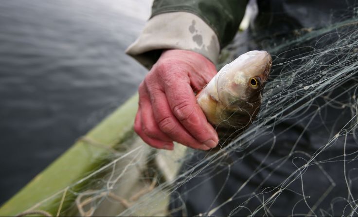 Infoserie: Heimischen Fisch auf den Tisch