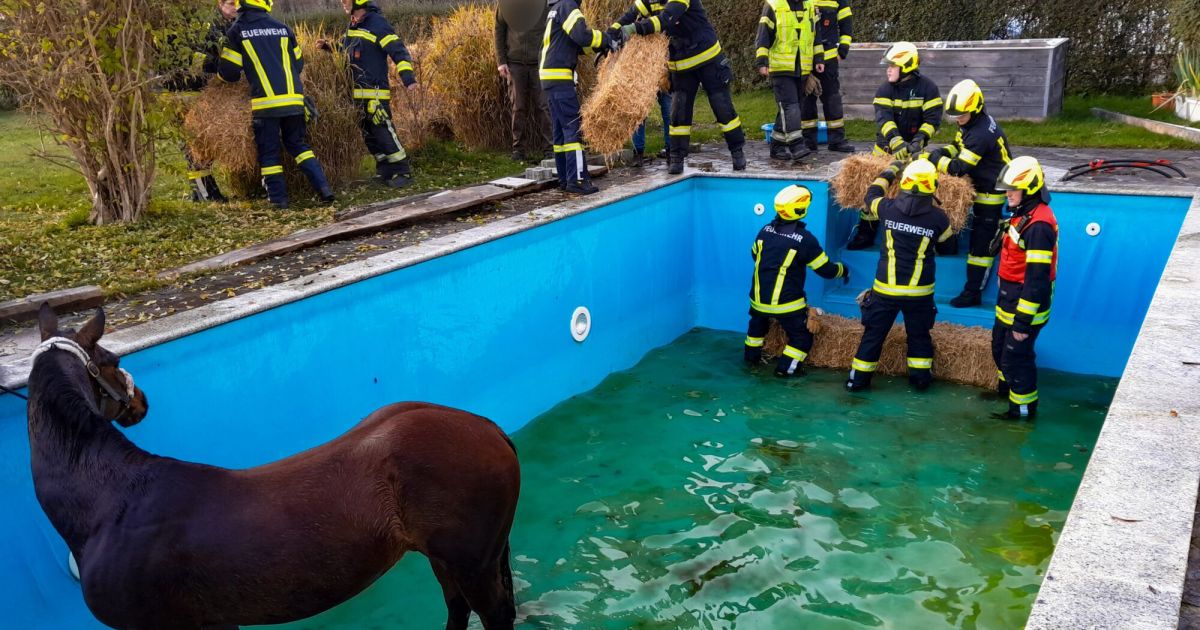 Pferd in Pool: ungewöhnlicher Rettungeinsatz für die Feuerwehr Pucking ...