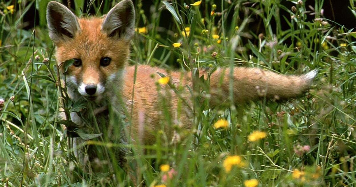 Schlau und elegant: Der Rotfuchs ist Tier des Jahres 2025