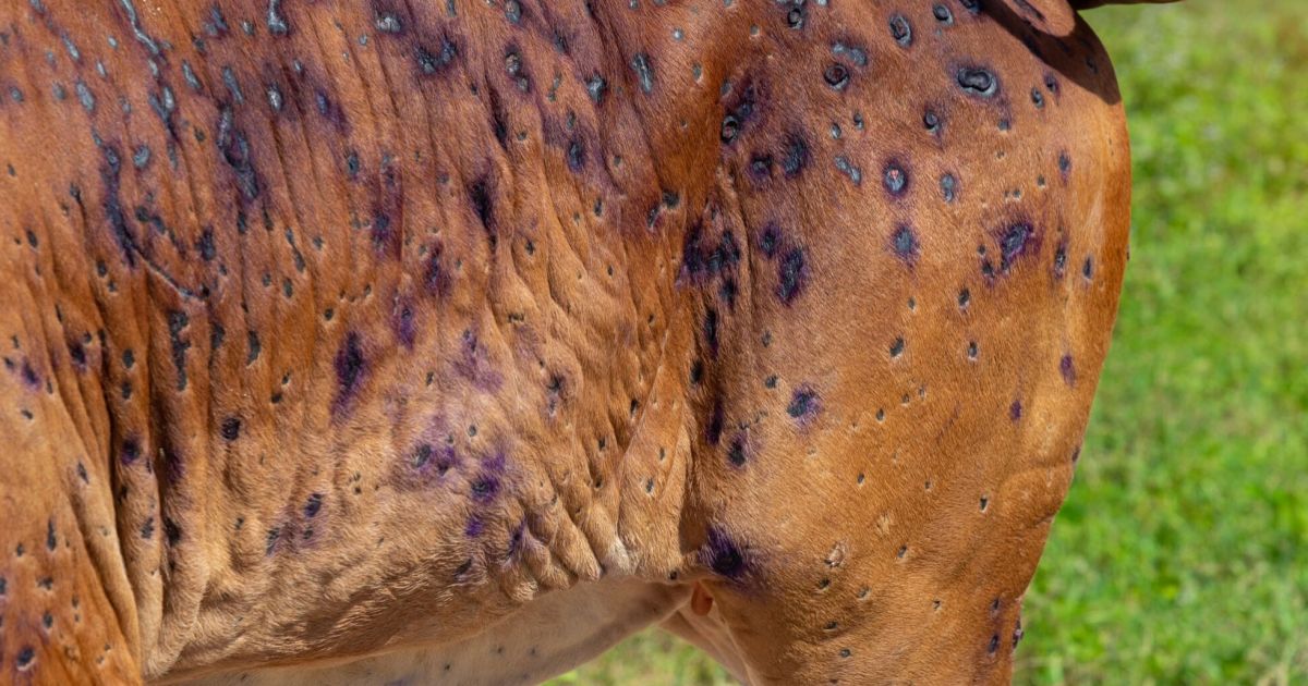 Lumpy Skin Disease erreicht Europa: Gefahr auch für Österreichs ...