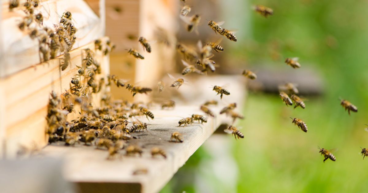 Feuerdrama in Bayern: Flammen vernichten Bienenhaus und ganze Völker