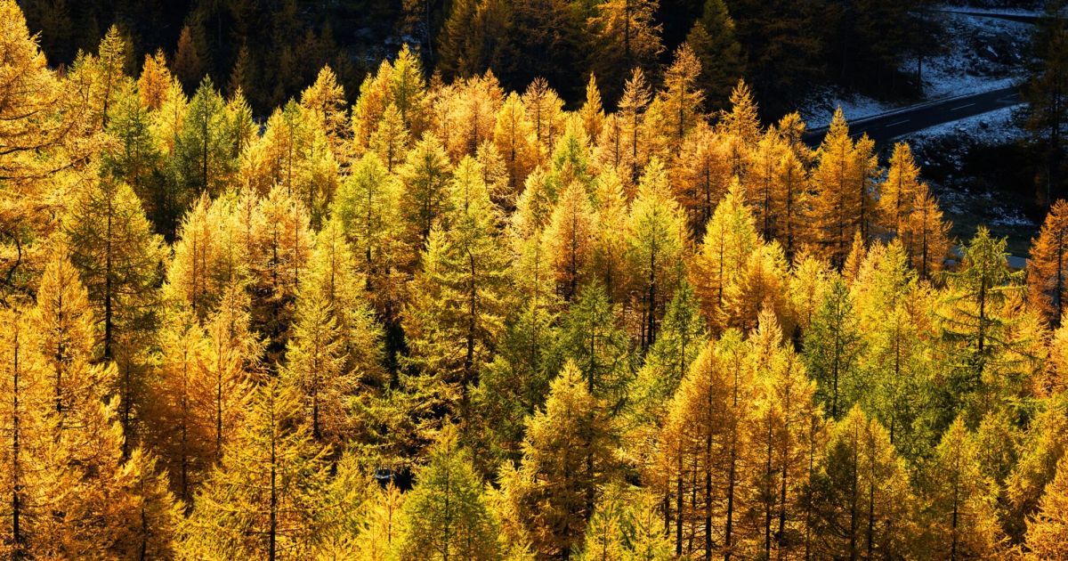 Baum des Jahres 2026: Die Lärche prägt Österreichs Alpen wie kein anderer
