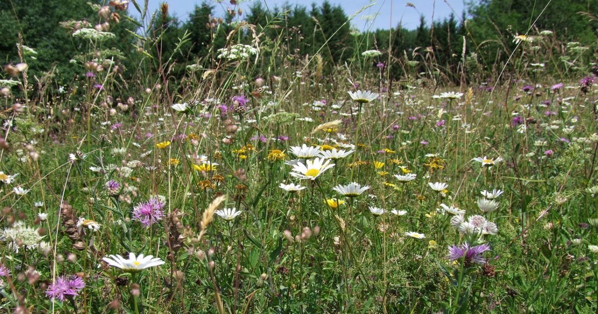 Artenvielfalt: Auf die Blumen Acht geben