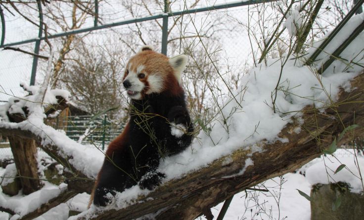Umstellung auf die Winteröffnungszeiten im Zoo Linz