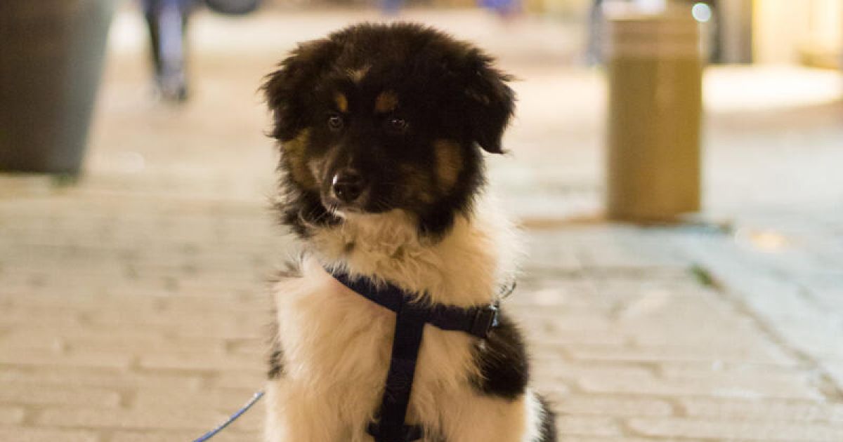 Pfotenhilfe Lochen warnt: keine Hunde auf Weihnachtsmärkten