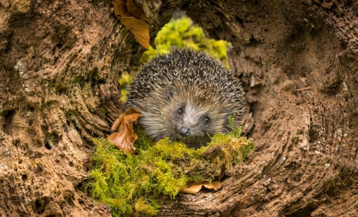 Winterschlaf: Stadt stellt Igelhäuschen in Linz auf