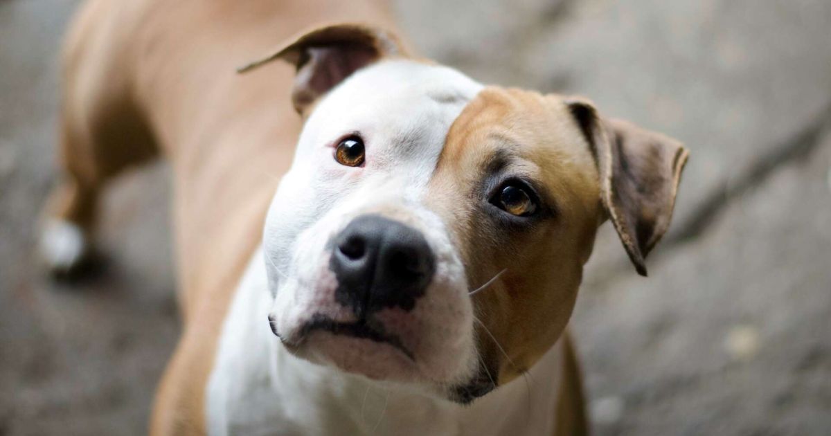 Steiermark: Hund beißt Joggerin (46) Daumen ab