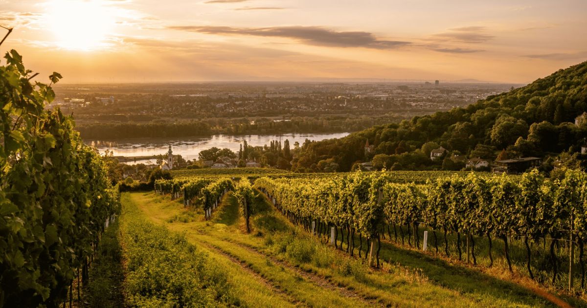 Die schönsten Heurigen in Wien – Top fünf Empfehlungen