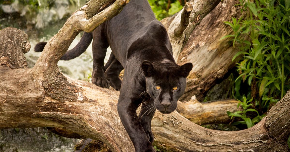 Panther-Schock bei Bauer sucht Frau