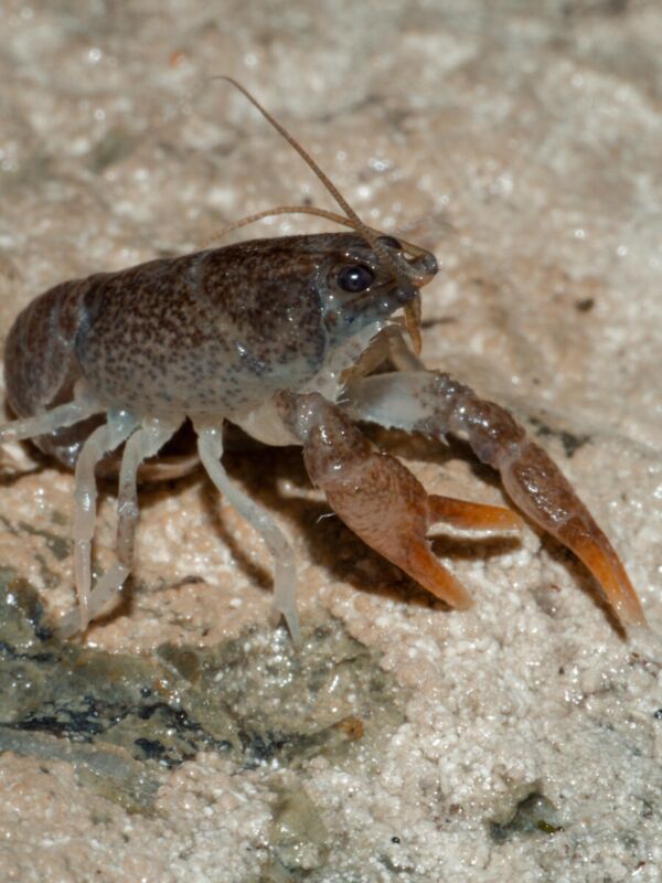 Welserin will in der Vöckla wieder Steinkrebse ansiedeln