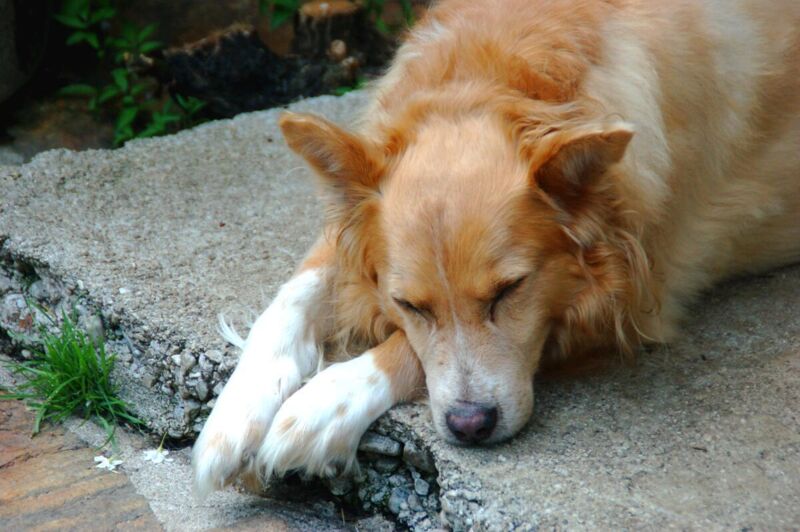 Hund mit Benzin übergossen und angezündet: Superschlumpfi hat überlebt