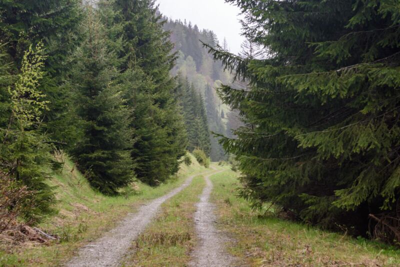 Gams, Hirsch und Reh beeinflussen die Baumartenvielfalt im Nationalpark