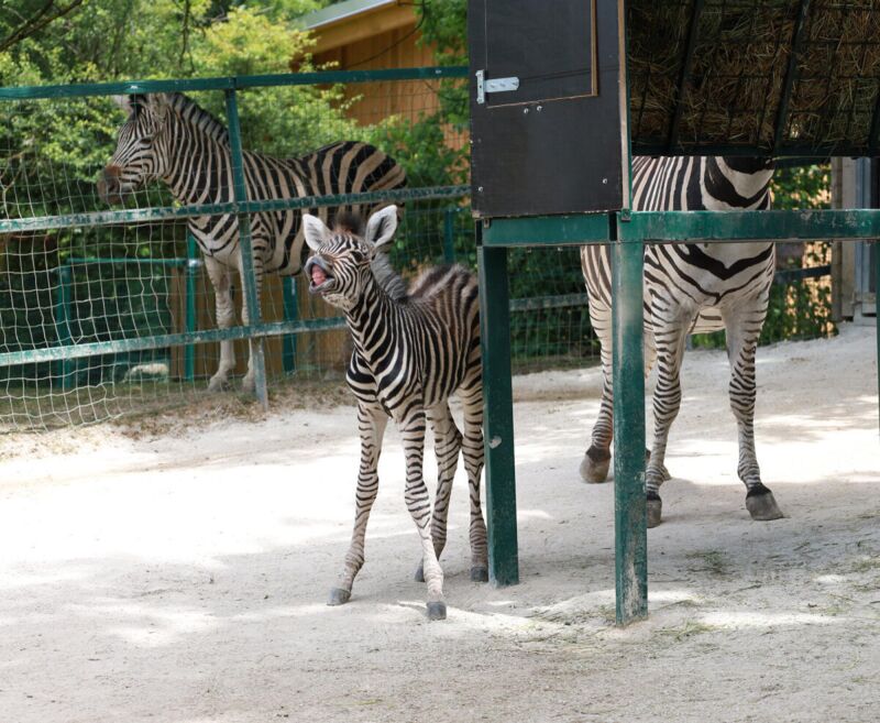 Wieder Nachwuchs im Linzer Zoo: Kleines Zebra-Fohlen begeistert Besucher
