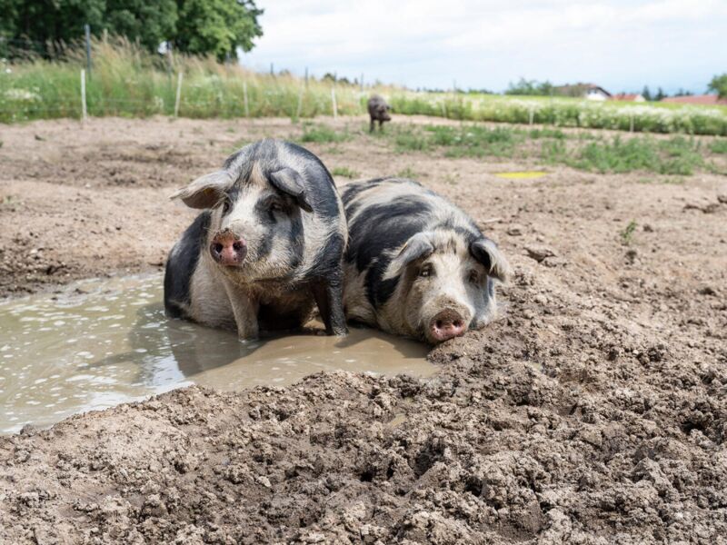 Wo sich Schweine noch im Schlamm suhlen dürfen