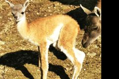 Guanako-Jungtier: Zoo Linz freut sich über erste Geburt 2025
