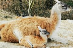 Guanako-Jungtier: Zoo Linz freut sich über erste Geburt 2025
