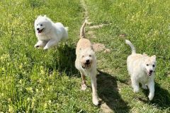 Sitzbänke und Zaun für Hundefreilaufzone Wasserwald
