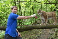 Tierpark Haag: Tierpatenschaft für Luchs