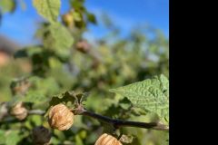 Eine Exotin auf heimischen Feldern