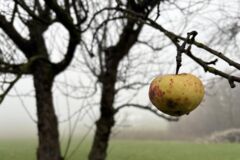 Neue Mostviertler Apfelsorte entdeckt