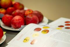 Neue Mostviertler Apfelsorte entdeckt