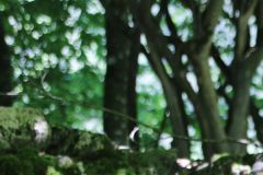 Tiergestützte Pädagogik: Über Soziales Lernen und tiergestützte ...
