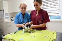 Tierklinik Sattledt kümmert sich auch um verletzte Findlinge