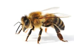 Unfall in Kremsmünster wegen Biene im Auto