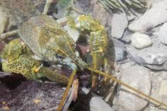 Flusskrebssperre schützt heimische Steinkrebse im Naturpark Attersee ...