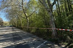 Rodung im Toscanapark Gmunden begonnen