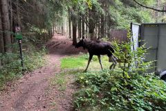Elch Emil wurde bei Sattledt betäubt und in den Bezirk Rohrbach gebracht